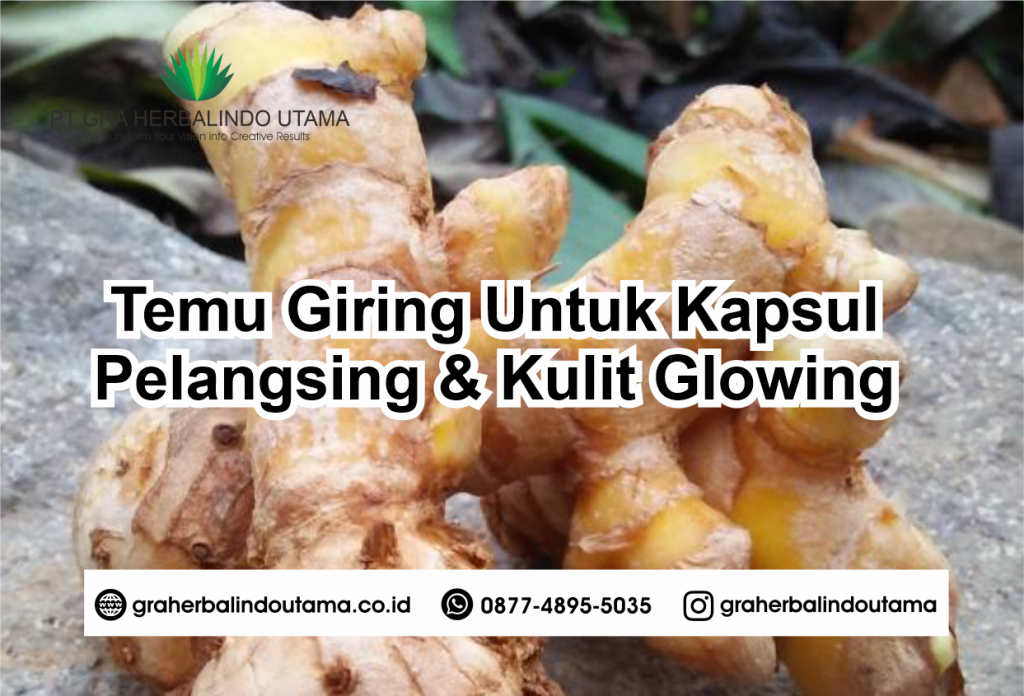Kapsul Pelangsing Temu Giring - Jasa Maklon Herbal Pelangsing BPOM