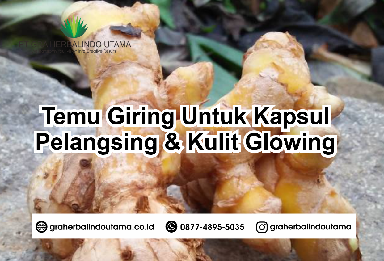 Kapsul Pelangsing Temu Giring - Jasa Maklon Herbal Pelangsing BPOM